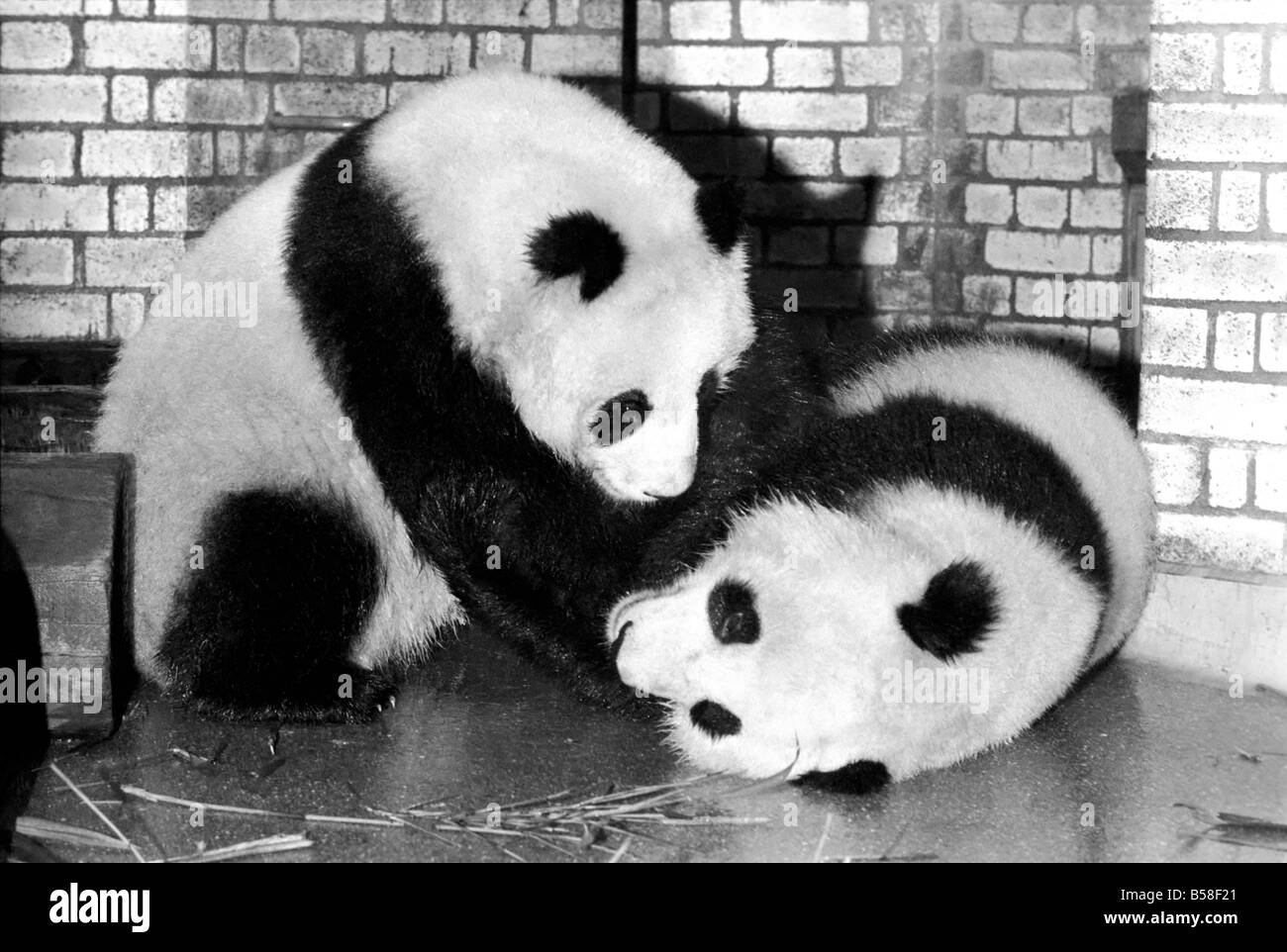 Bears: Cute: Panda's: Ching-Ching and Chia-Chia frolicking at London ...