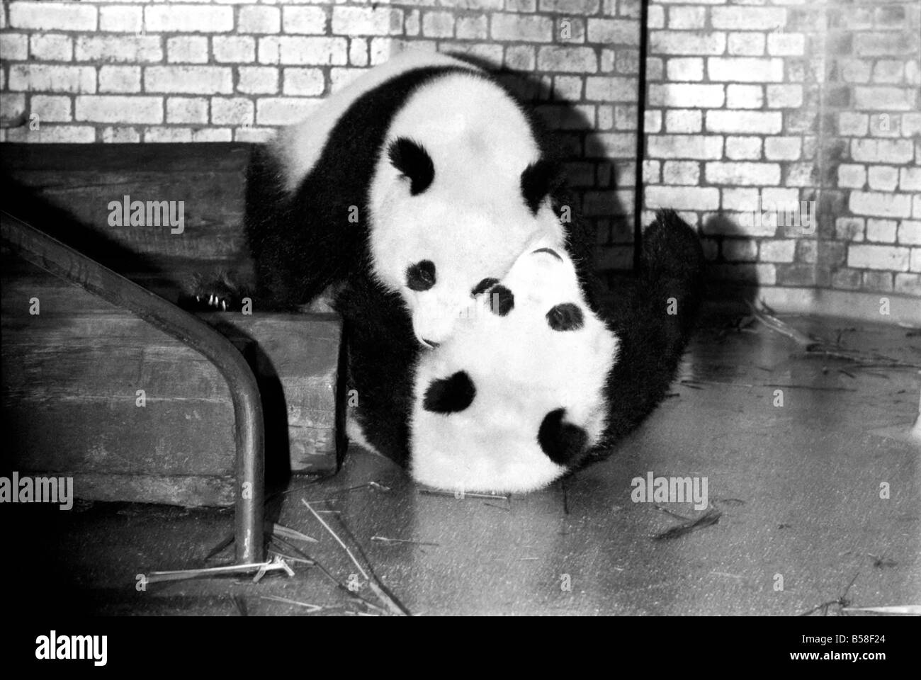 London Zoo Animals Cute Black and White Stock Photos & Images - Alamy