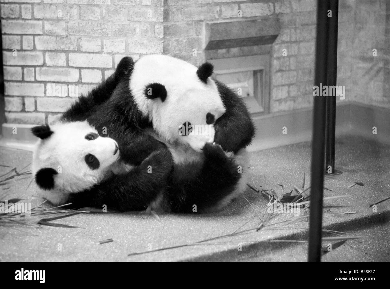 Bears: Cute: Panda's: Ching-Ching and Chia-Chia frolicking at London ...
