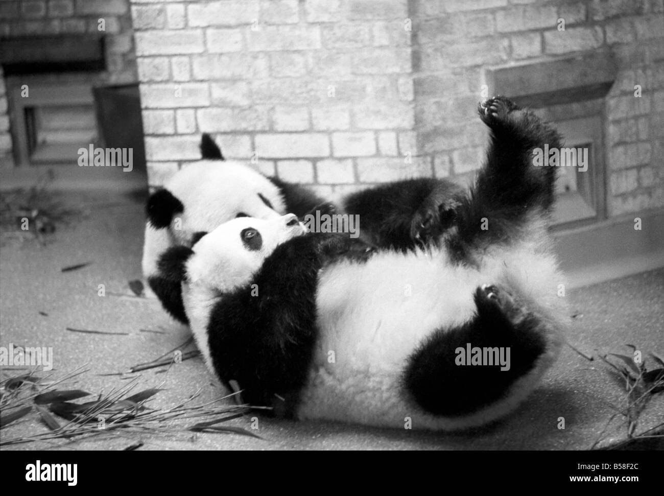 Bears: Cute: Panda's: Ching-Ching and Chia-Chia frolicking at London ...