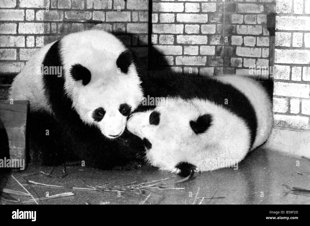 Bears: Cute: Panda's: Ching-Ching and Chia-Chia frolicking at London ...