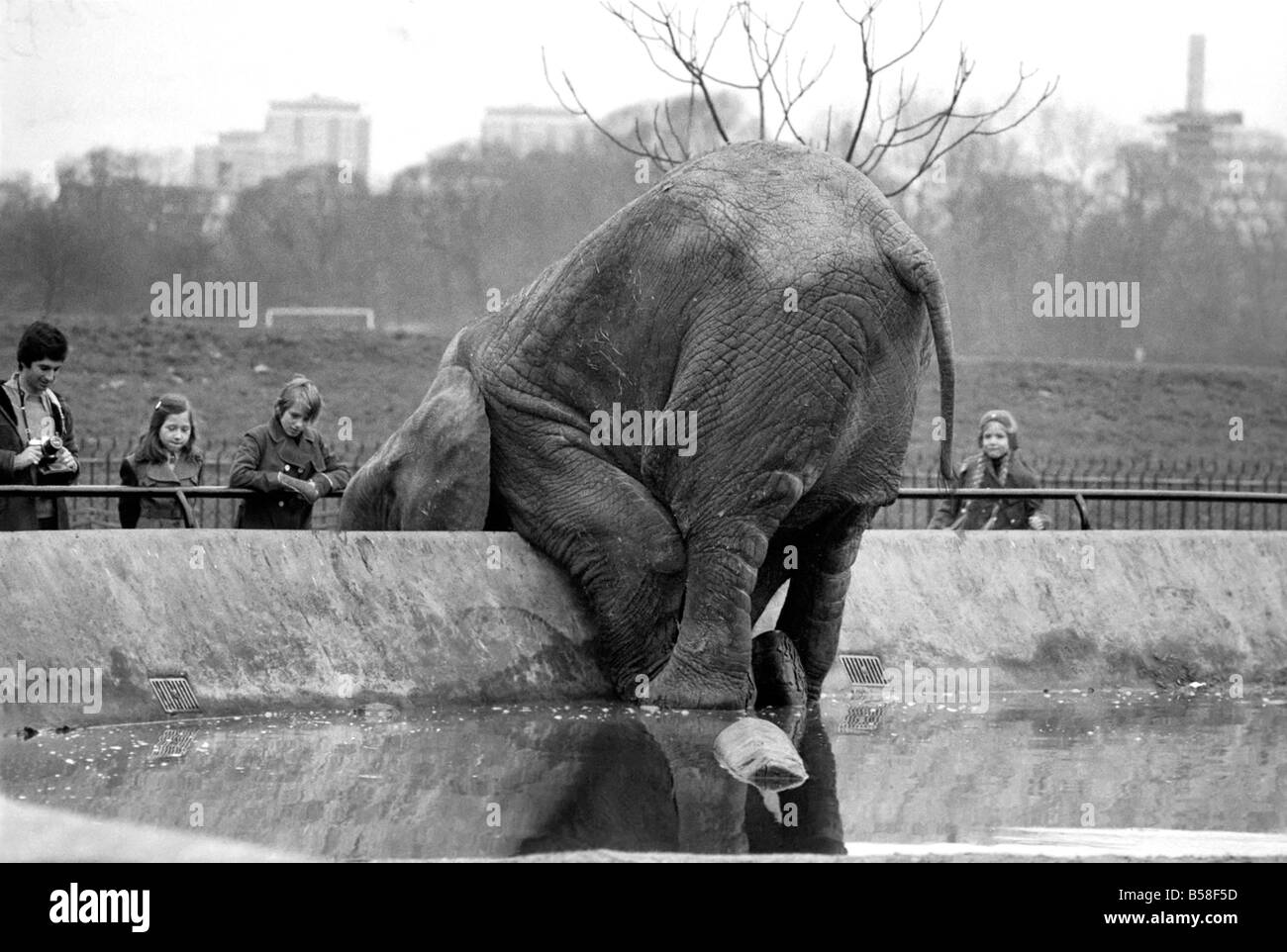 Animals. London Zoo: Elephant. January 1976 76-00002-009 Stock Photo ...