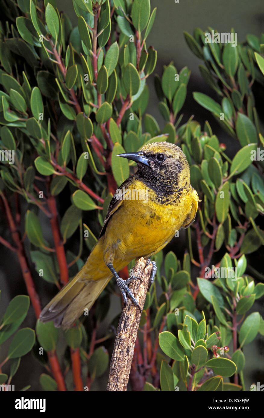 Scott's Oriole Icterus parisorum Sonoita ARIZONA United States April ...