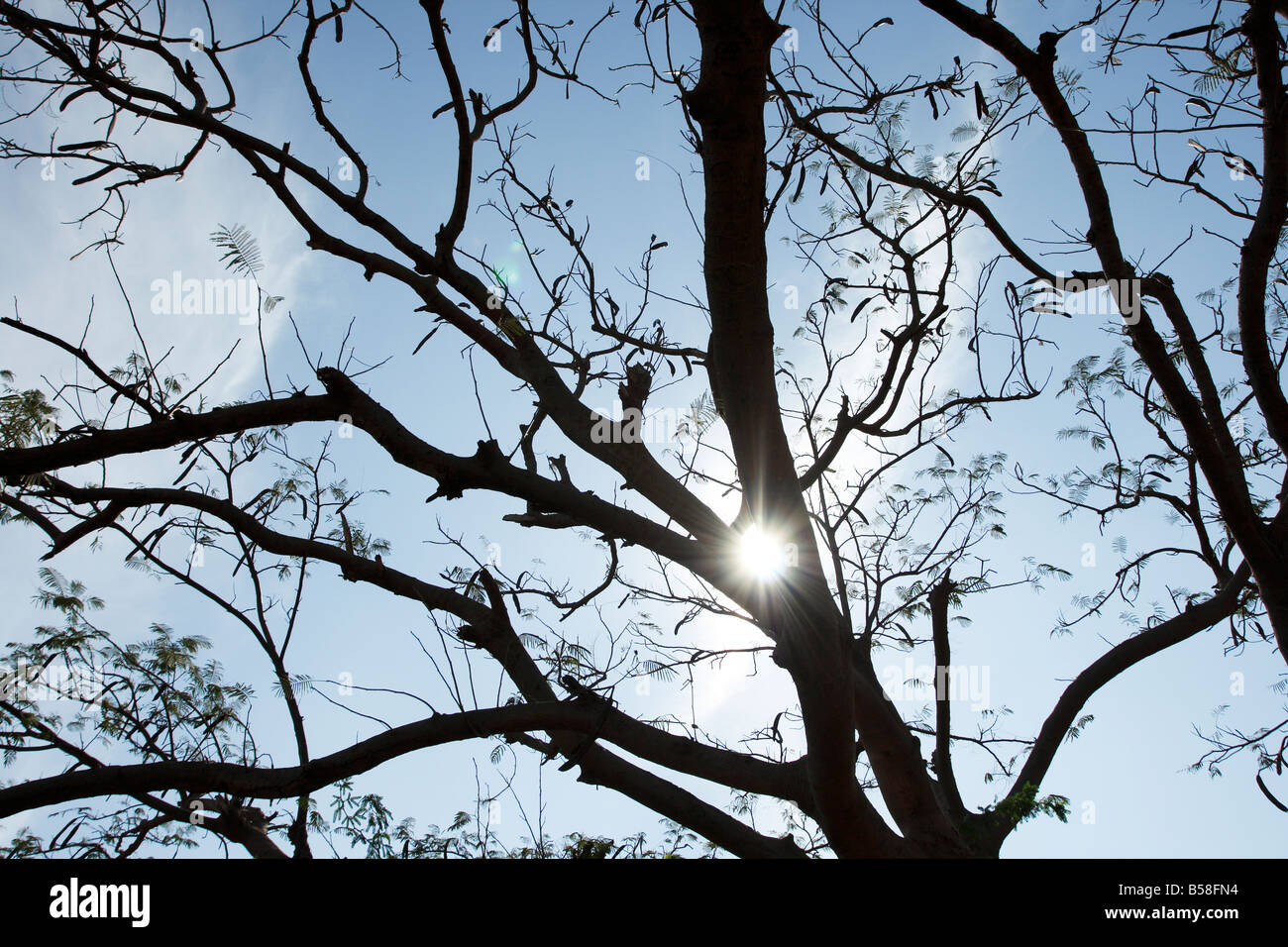 Through the branches hi-res stock photography and images - Alamy
