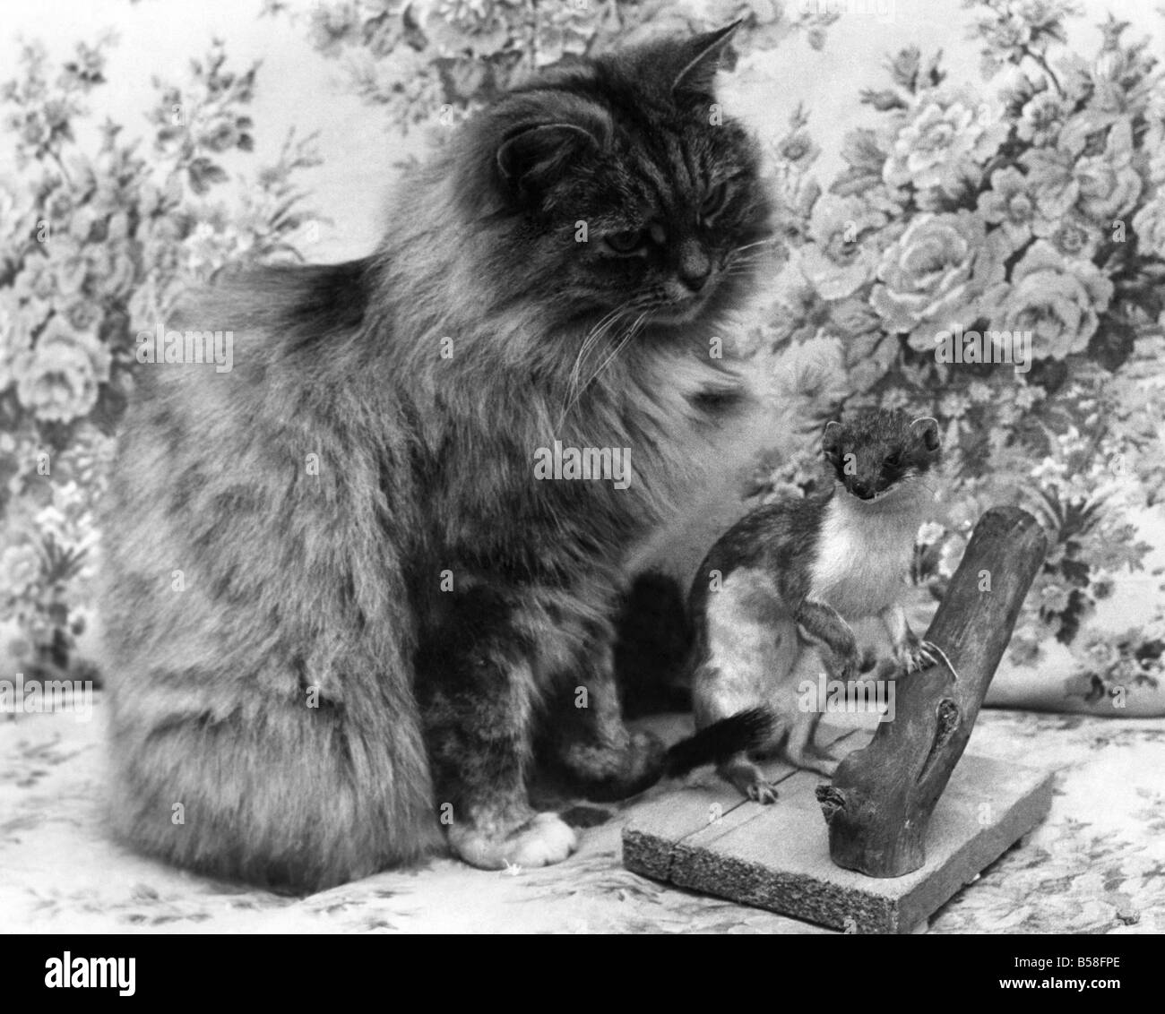 Katie the cat looks at the stoat that she killed, before it was placed ...