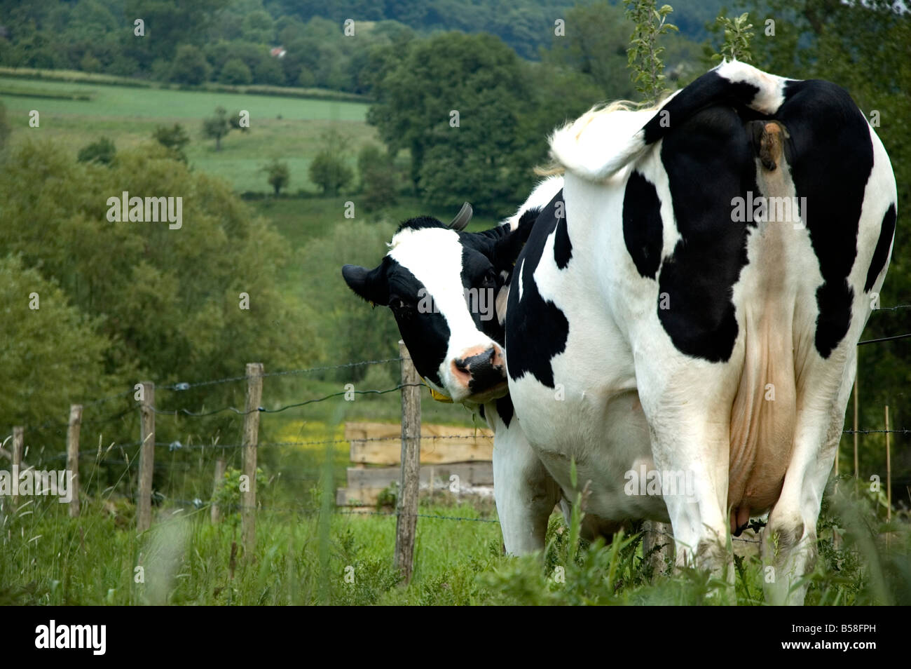 The bottom of a cow standing in the Dutch mountains Limburg looking at ...