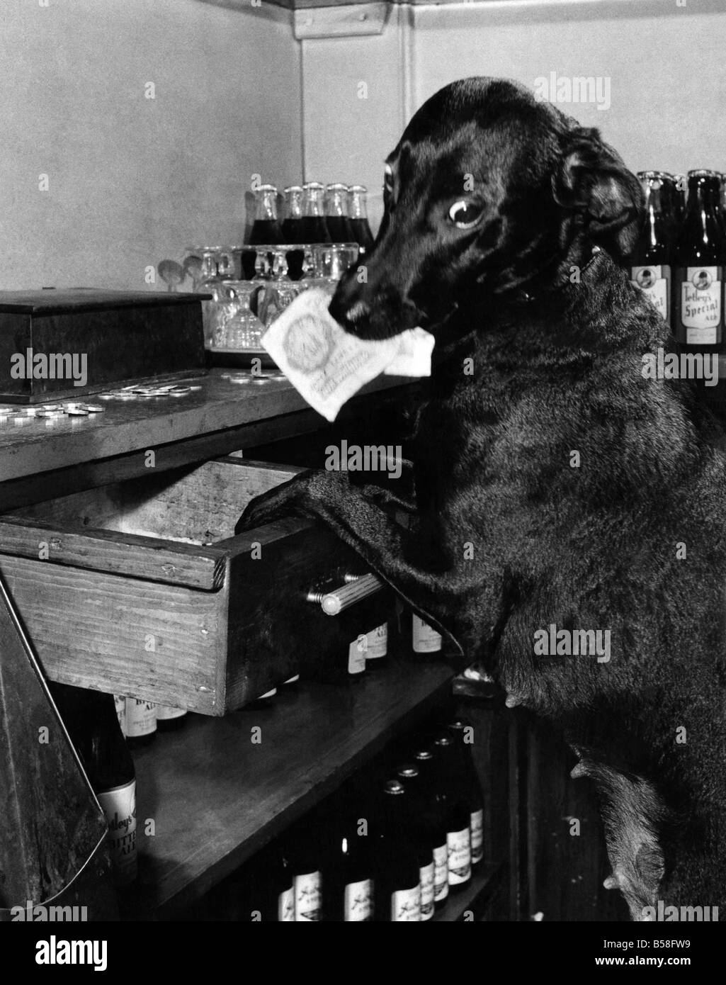 Rat shock Black and White Stock Photos & Images - Alamy