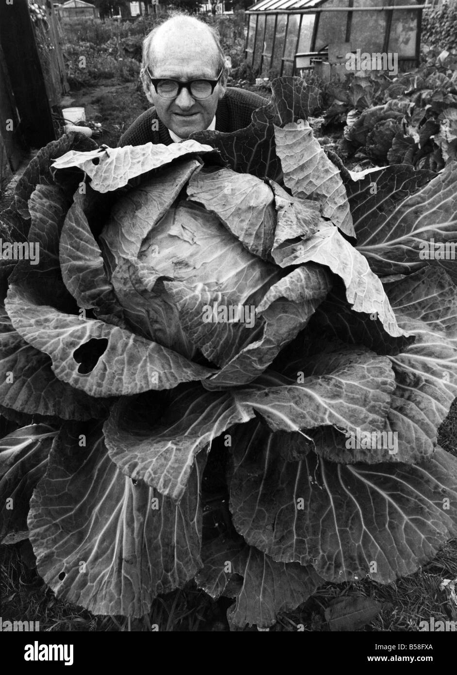Giant Size.John McLoughlin with his monster cabbage. September 1982 ...