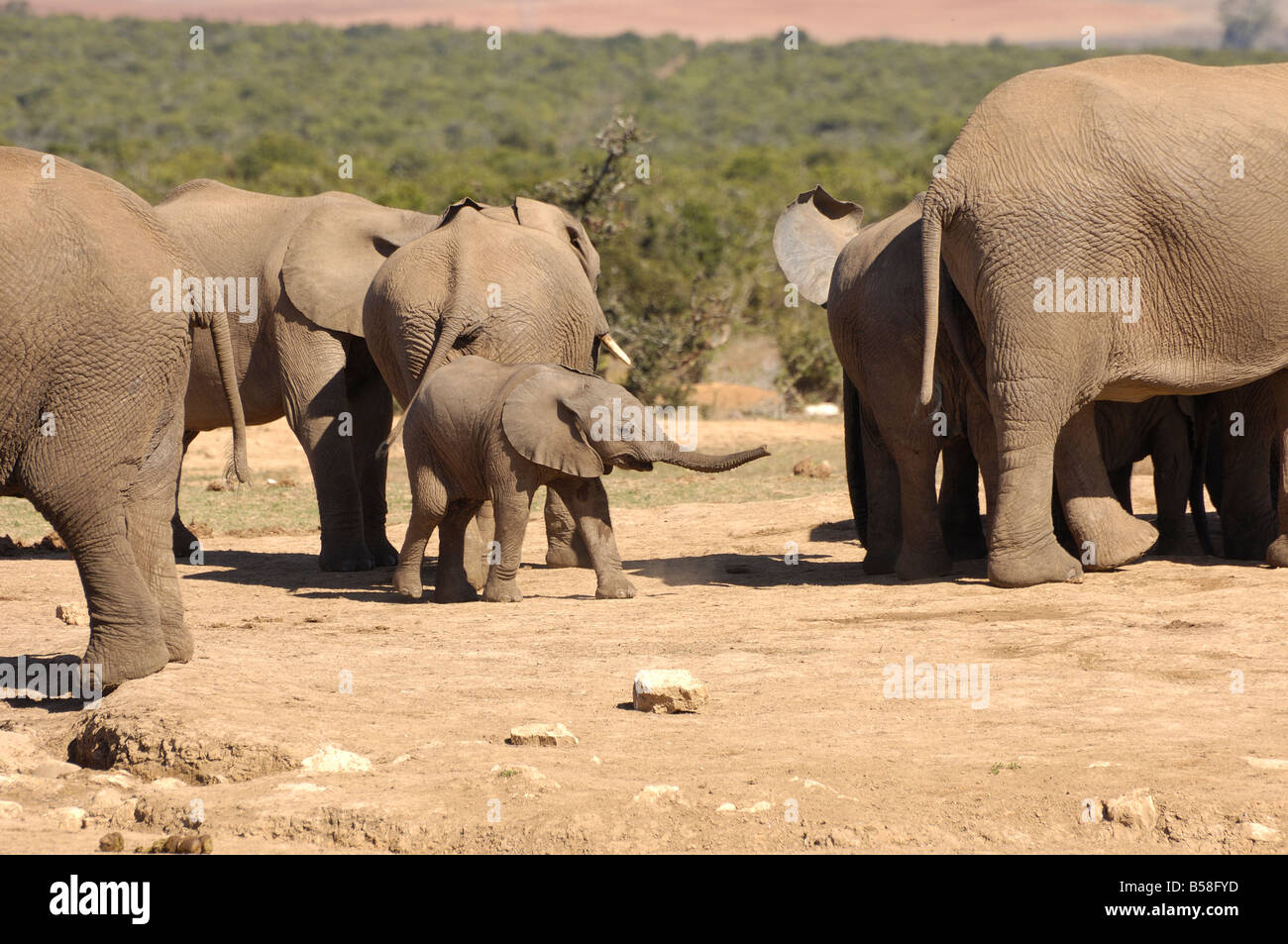 African elephants Addo Elephant Park South Africa Stock Photo - Alamy