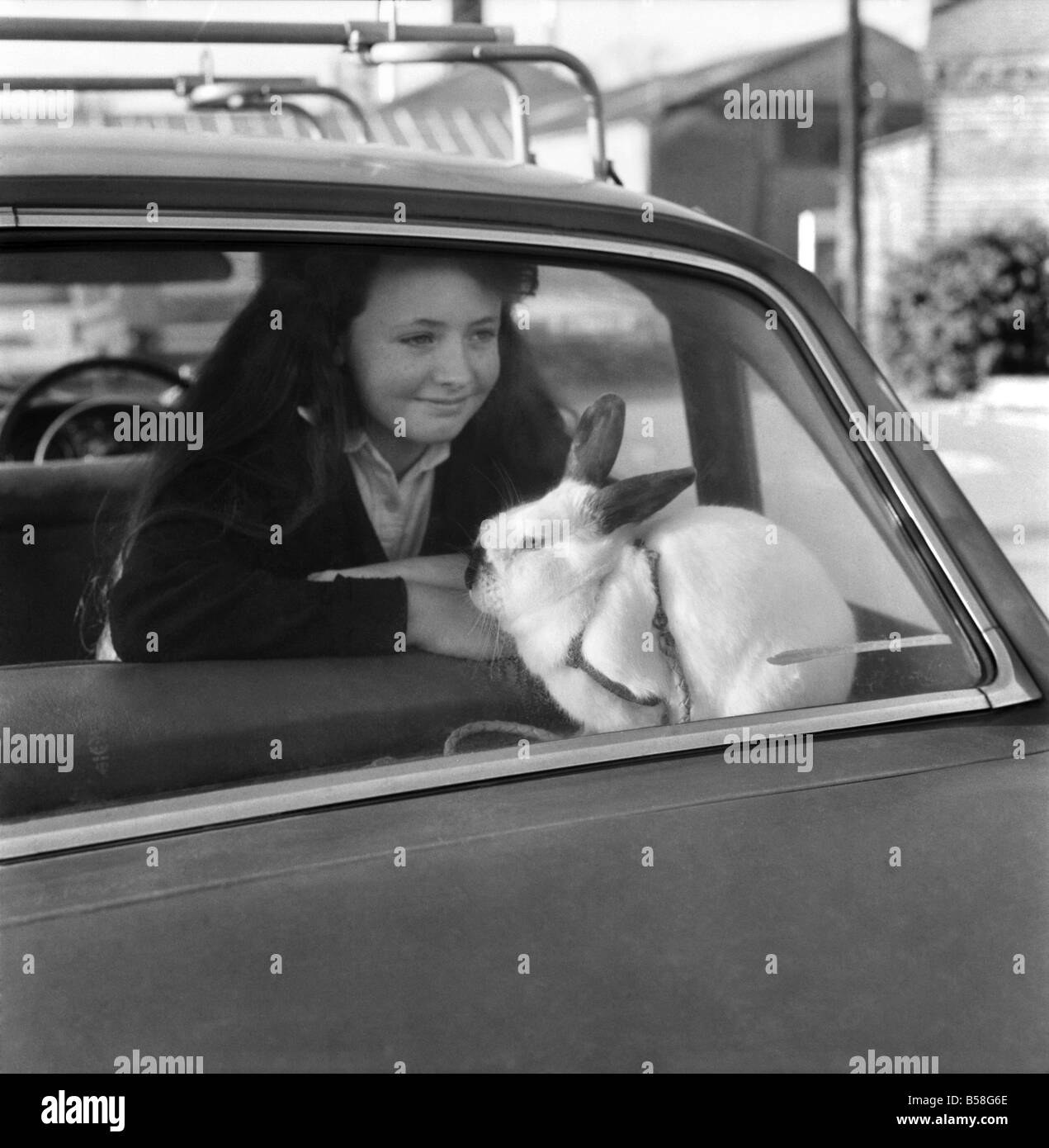 Swedish dwarf rabbit january 1976 76 00063 001 hi-res stock photography ...