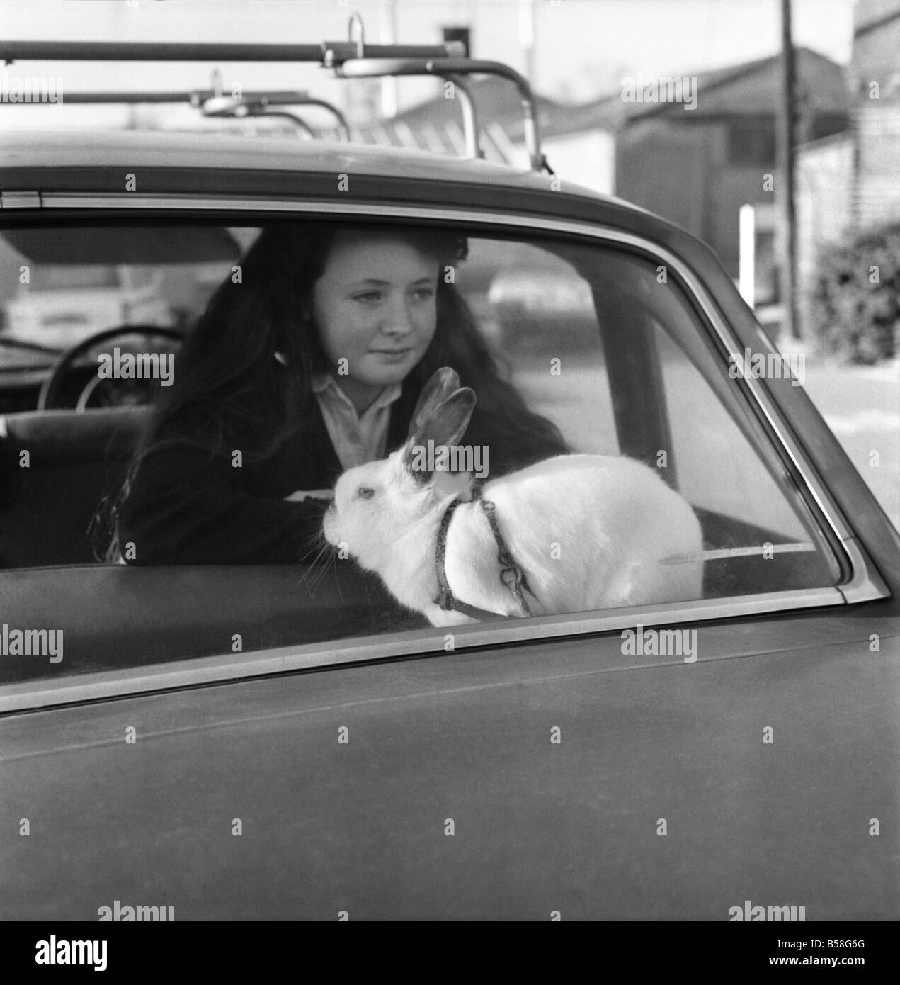 Swedish dwarf rabbit january 1976 76 00063 002 hi-res stock photography ...
