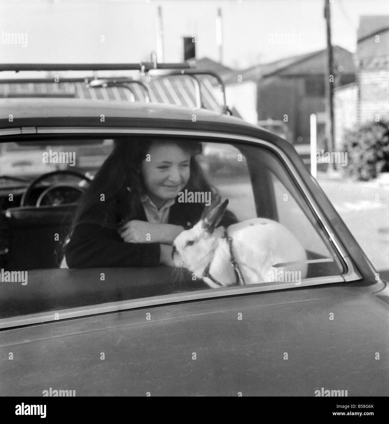 Swedish dwarf rabbit january 1976 76 00063 hi-res stock photography and ...