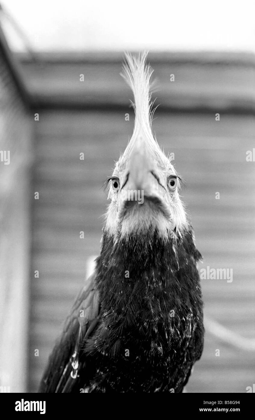 Animal: Bird: Humour: Unusual: ñHumphreyî White Crested Hornbill ...
