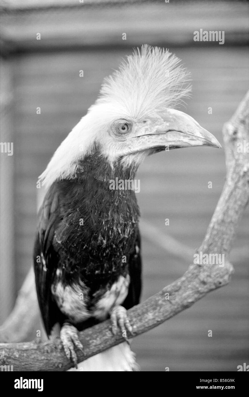 Animal: Bird: Humour: Unusual: ñHumphreyî White Crested Hornbill ...