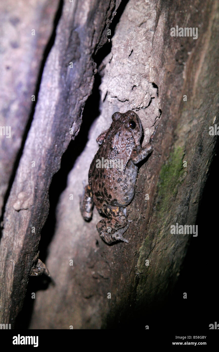 Frog sitting on the tree during the night, Sabah, Malaysia, Borneo ...