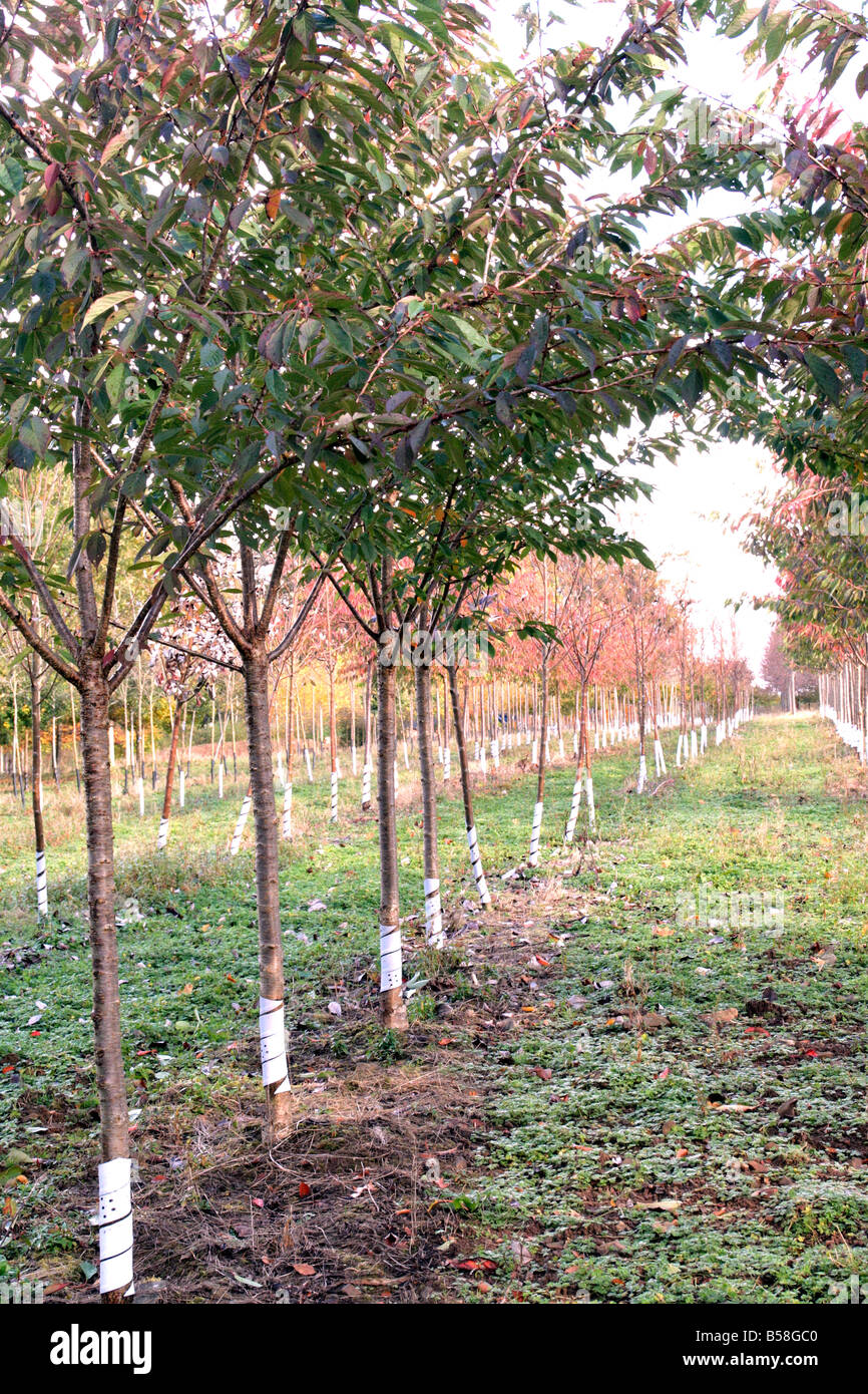 NURSERY CROP OF HEAVY STANDARD TREES Stock Photo - Alamy