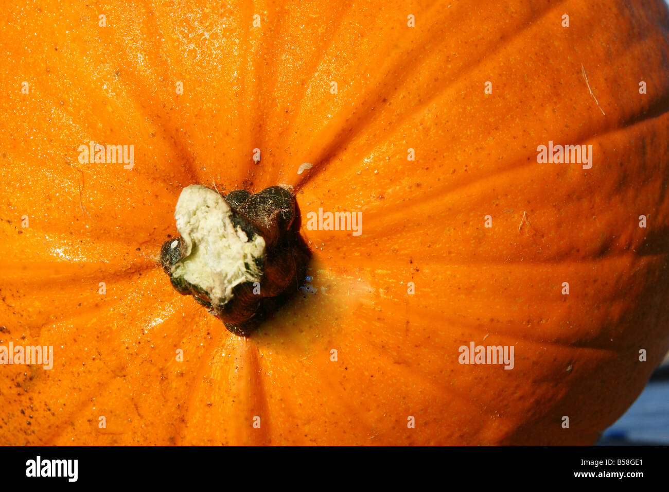 Pumpkin drop hi-res stock photography and images - Alamy