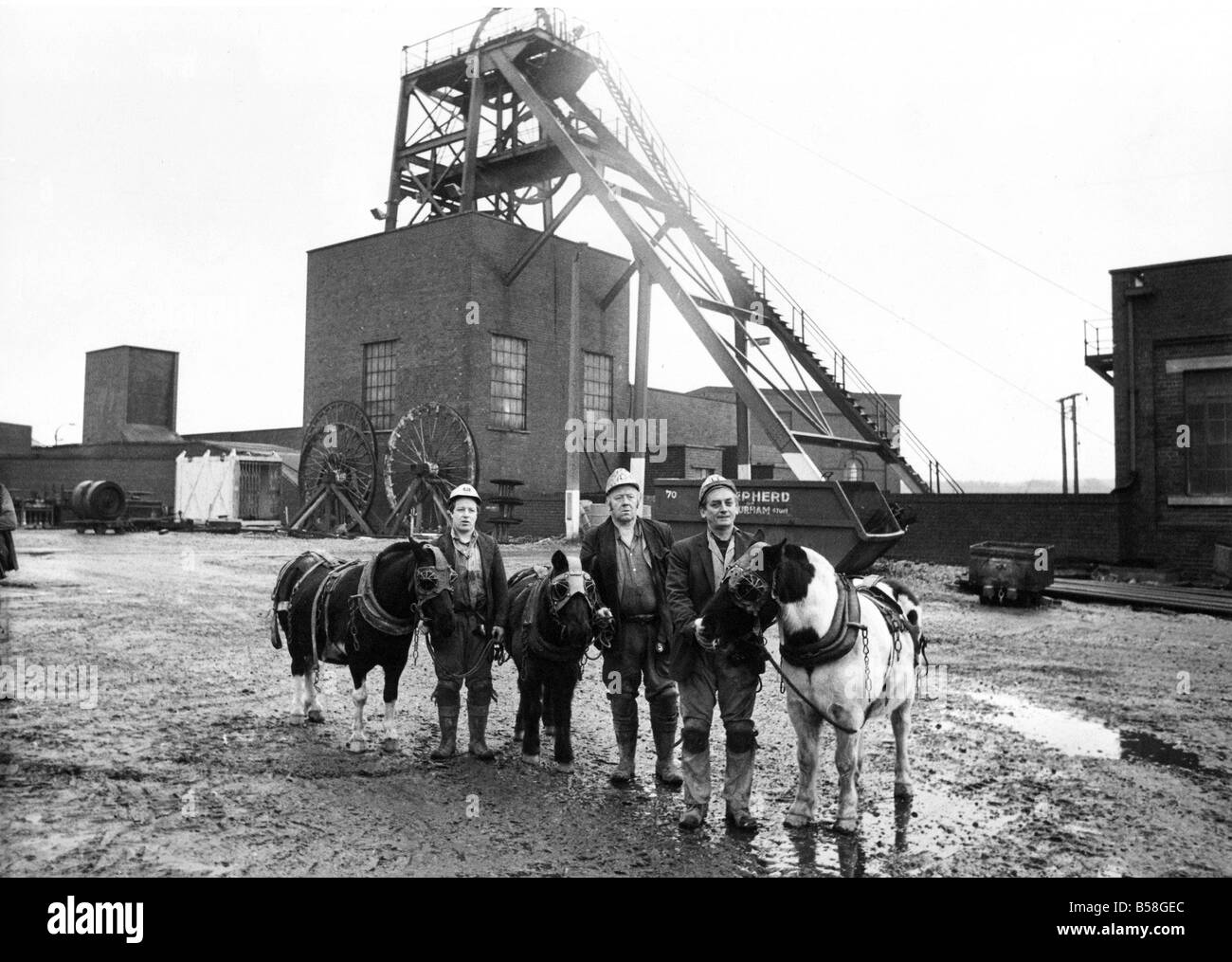Pit ponies bullet Darkie and Baldie with pitmen George Oxley William ...