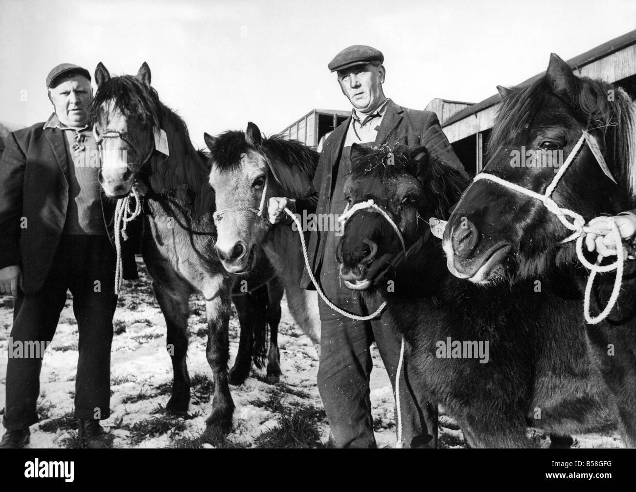 Four of the last pit ponies to work in North East coal mines retired today The ponies with John ...