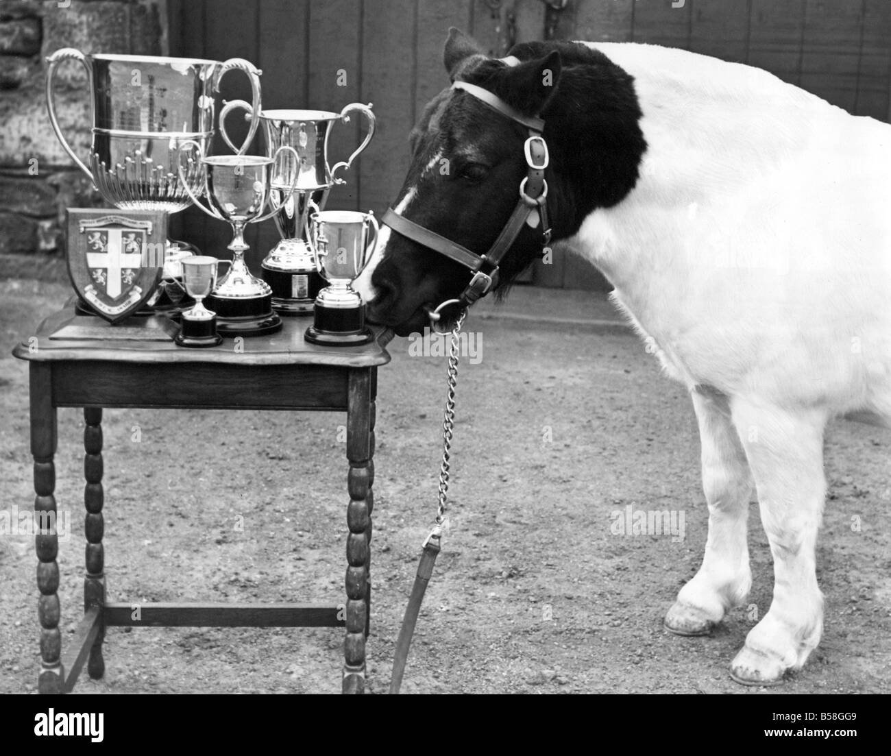 Champion pit pony Pride seems to be taking a special pride in looking ...