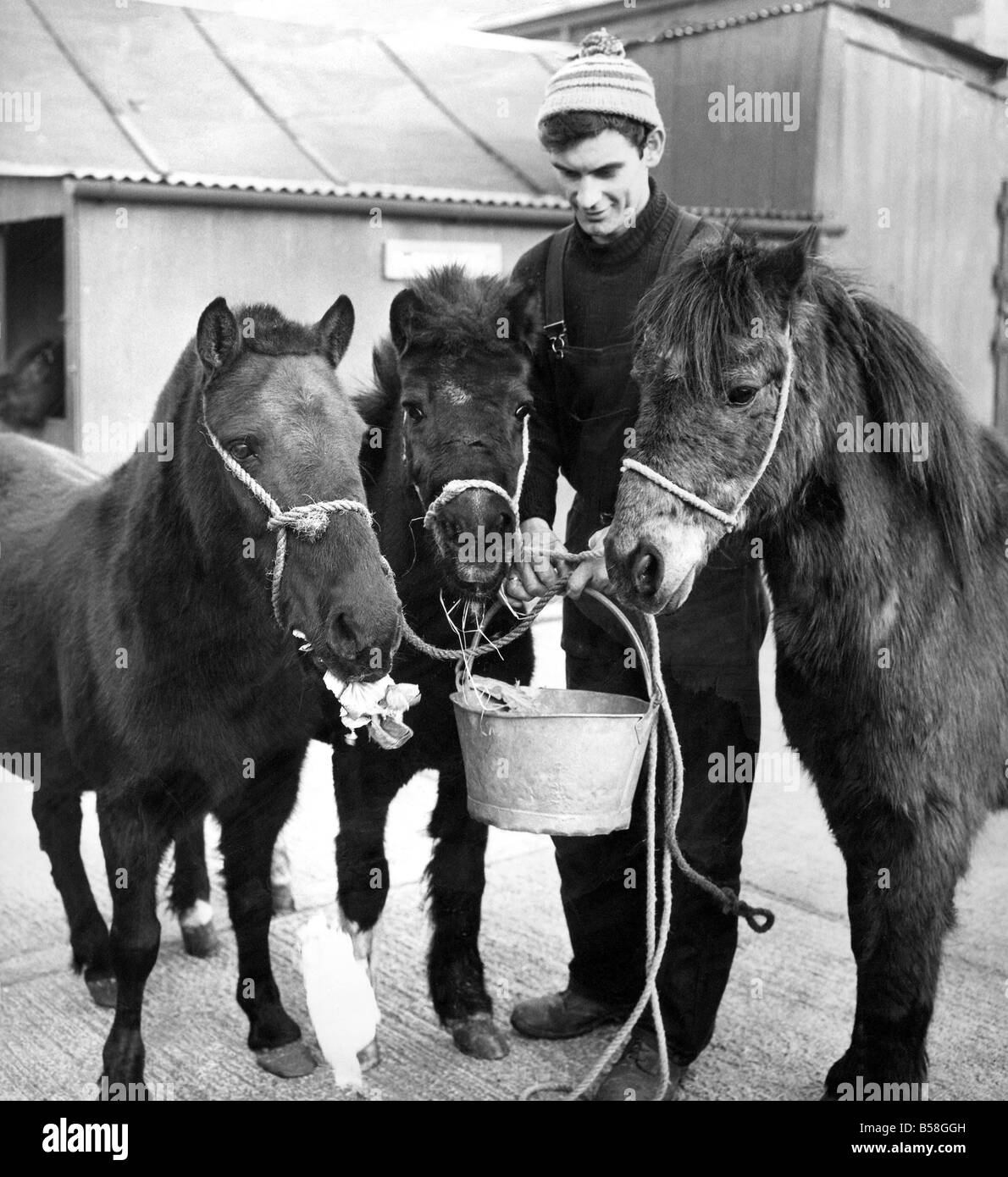 Pit ponies hi-res stock photography and images - Alamy