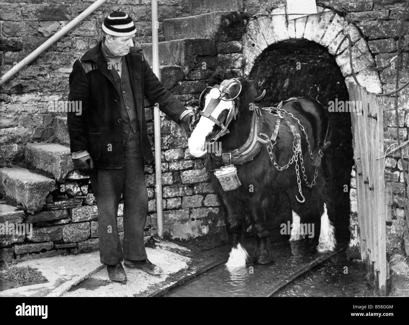 Pit ponies hi-res stock photography and images - Alamy