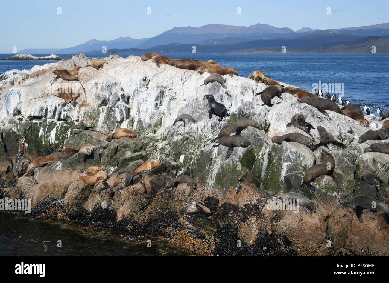 Seals and Sea Lyons Otariidae Parque Nacional Patagonia South America ...