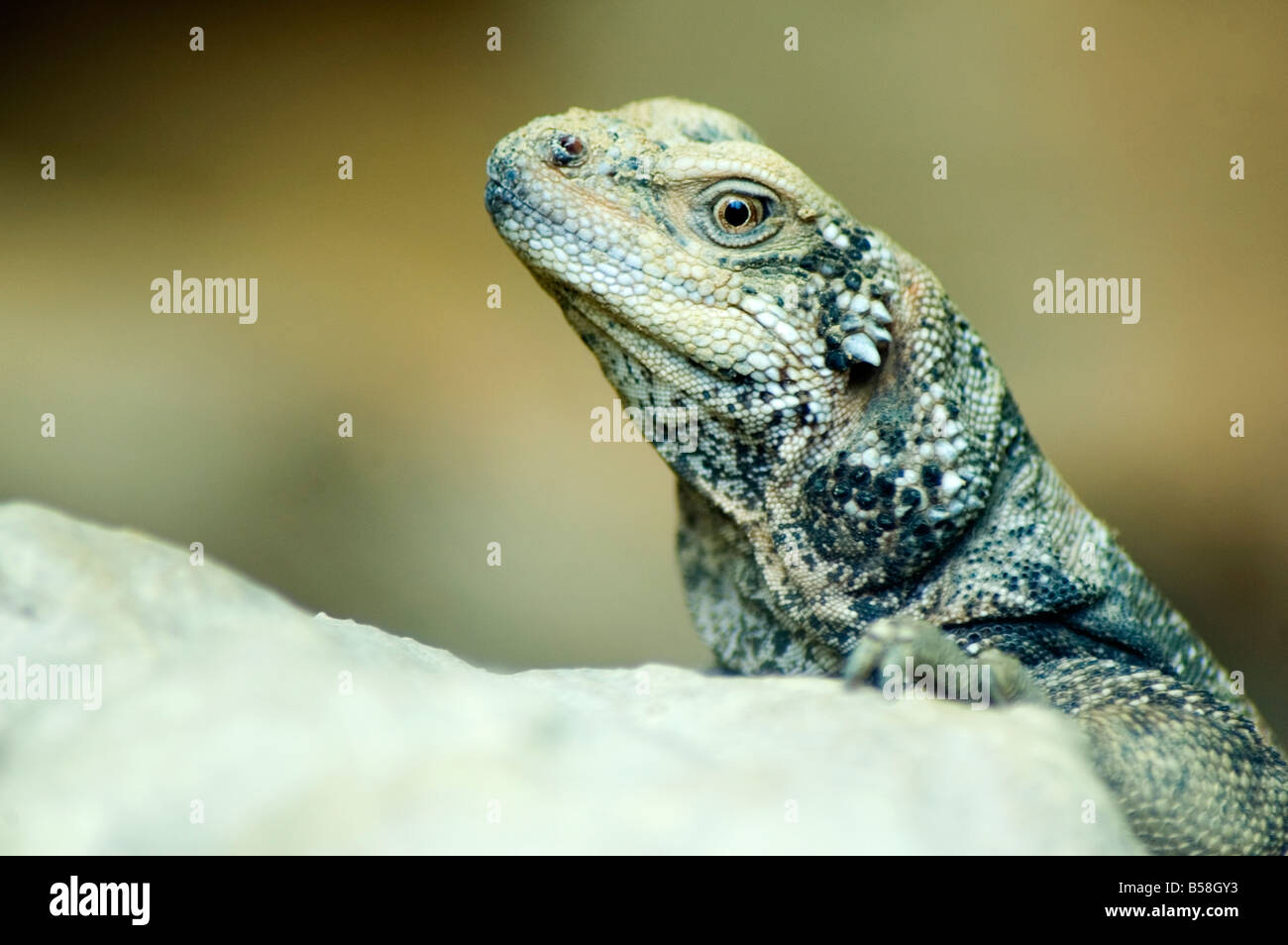 Leguan lizard hi-res stock photography and images - Alamy