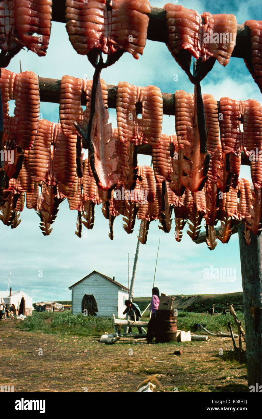 Drying whitefish, Eskimo whaling camp, taken in the 1970s, Beaufort Sea ...