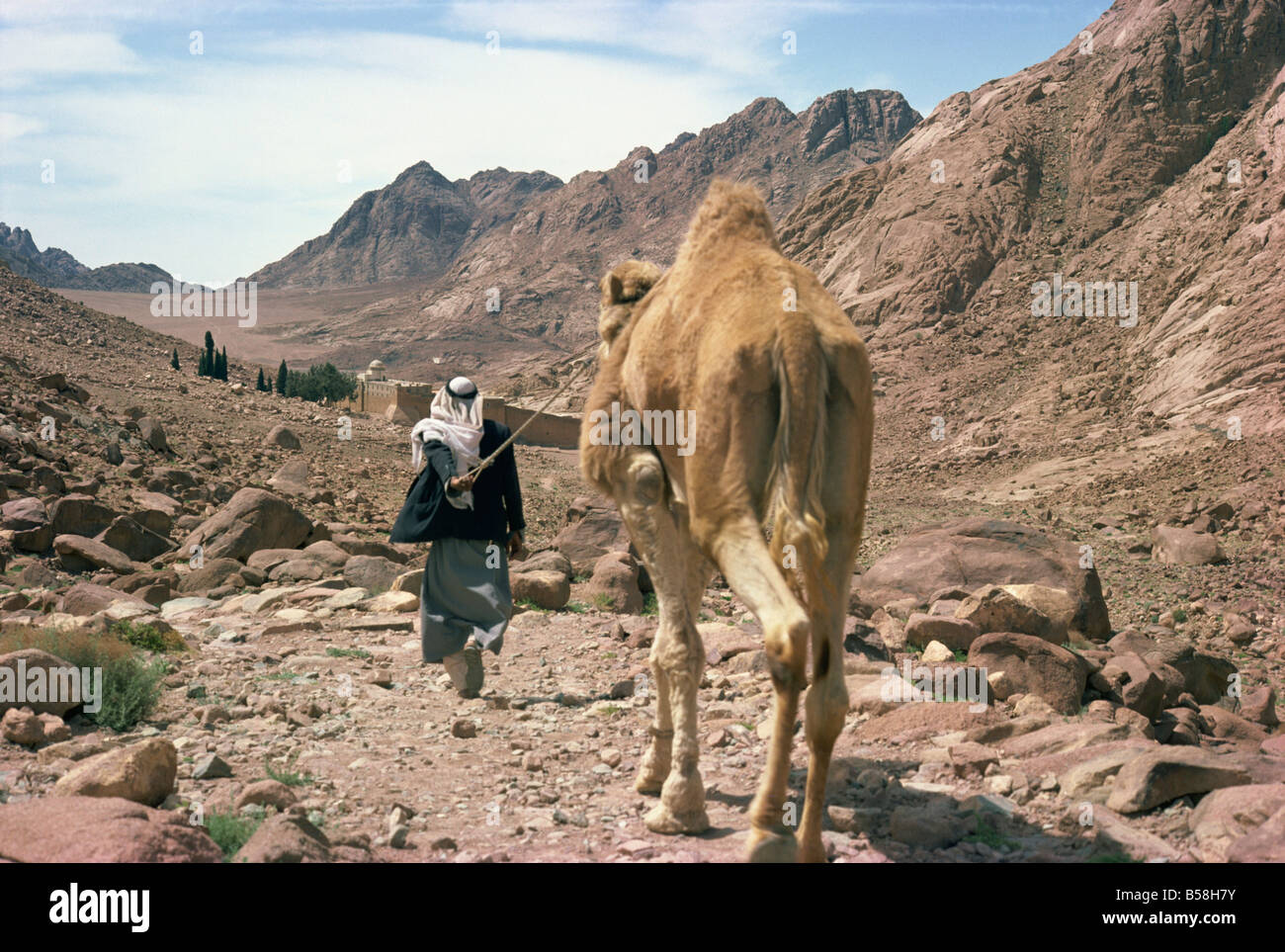 Man leading camel, near St. Catherine's Monastery, Sinai, Egypt, North ...
