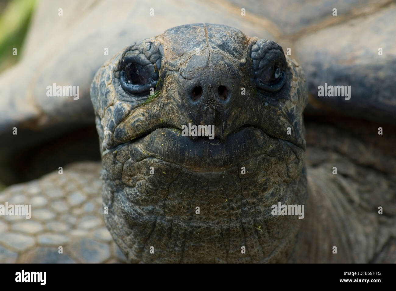 Angry turtle hi-res stock photography and images - Alamy