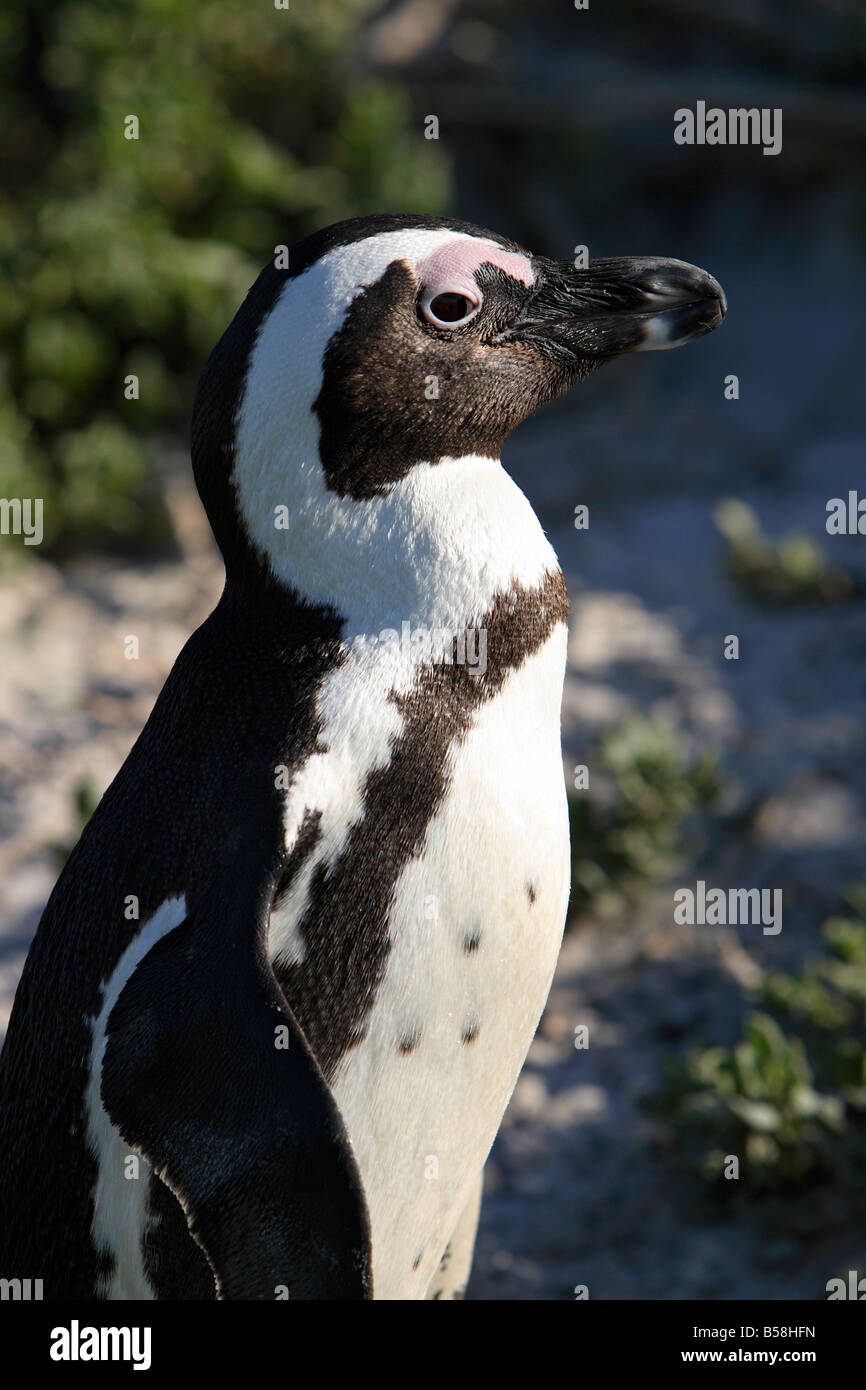 African / Blackfooted / Jackass Penguin (Spheniscus demersus ...
