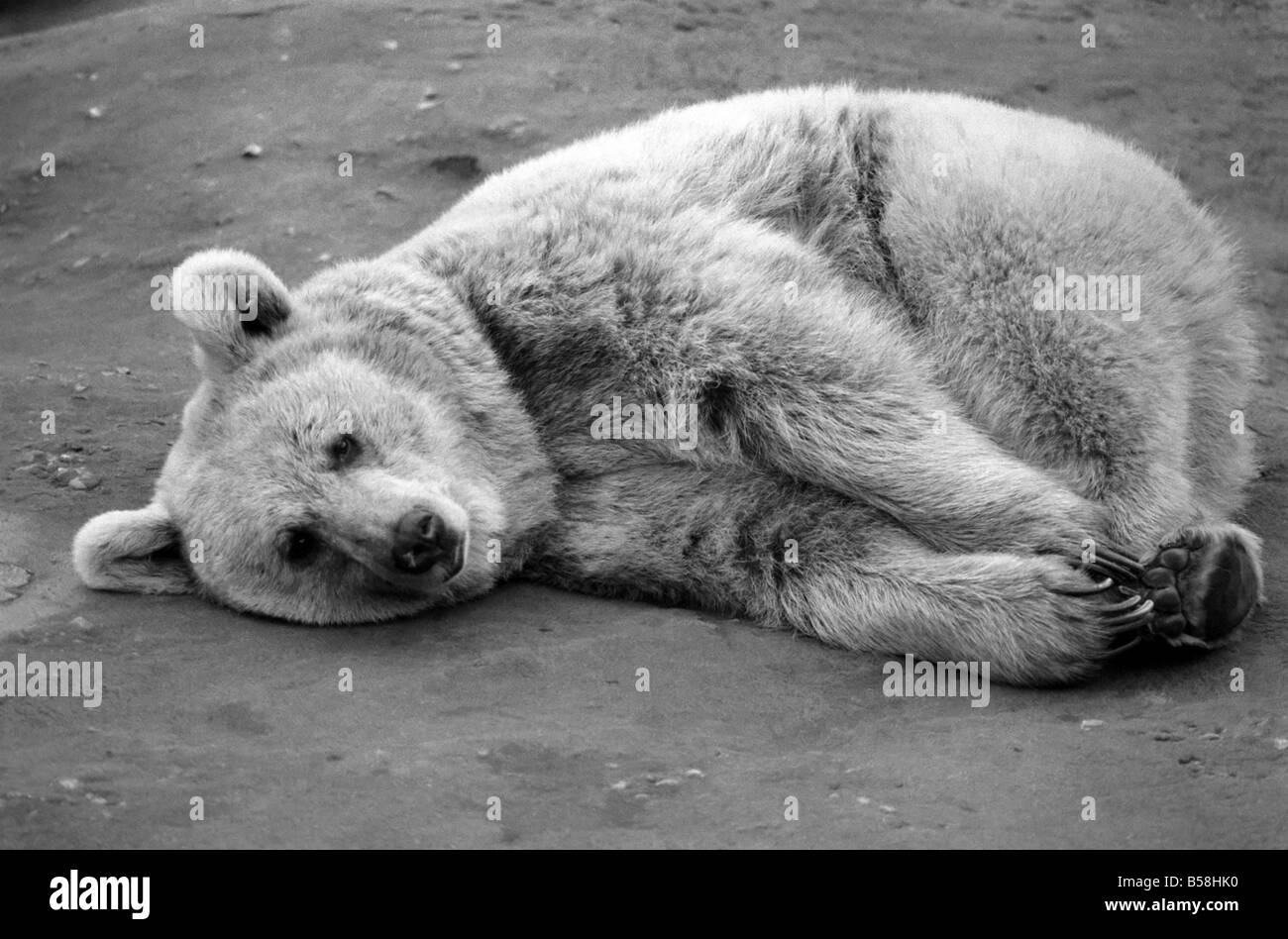 Zoo Animals: Bear. December 1975 75-06831-004 Stock Photo - Alamy