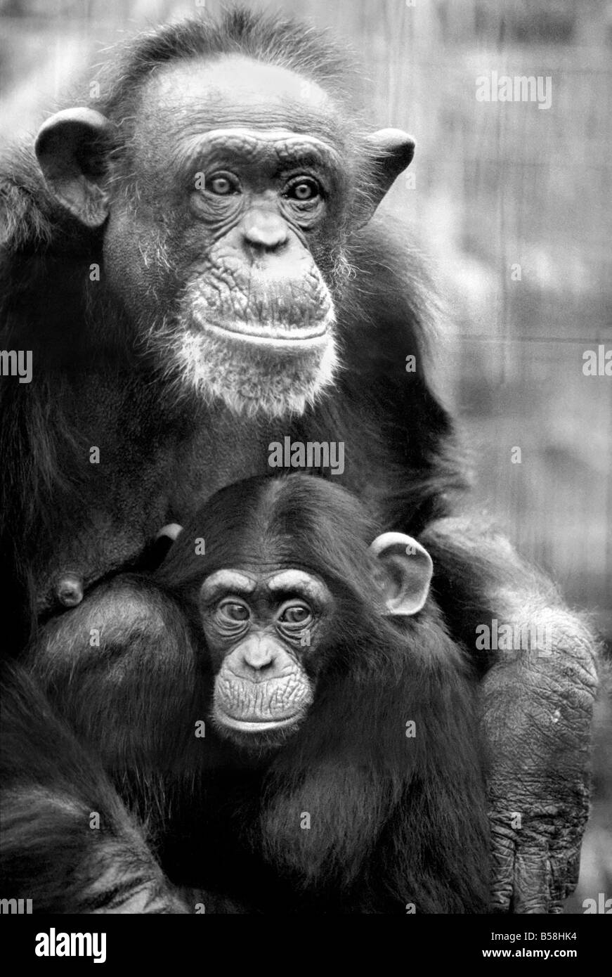 Zoo Animals: Chimp. December 1975 75-06831-005 Stock Photo - Alamy