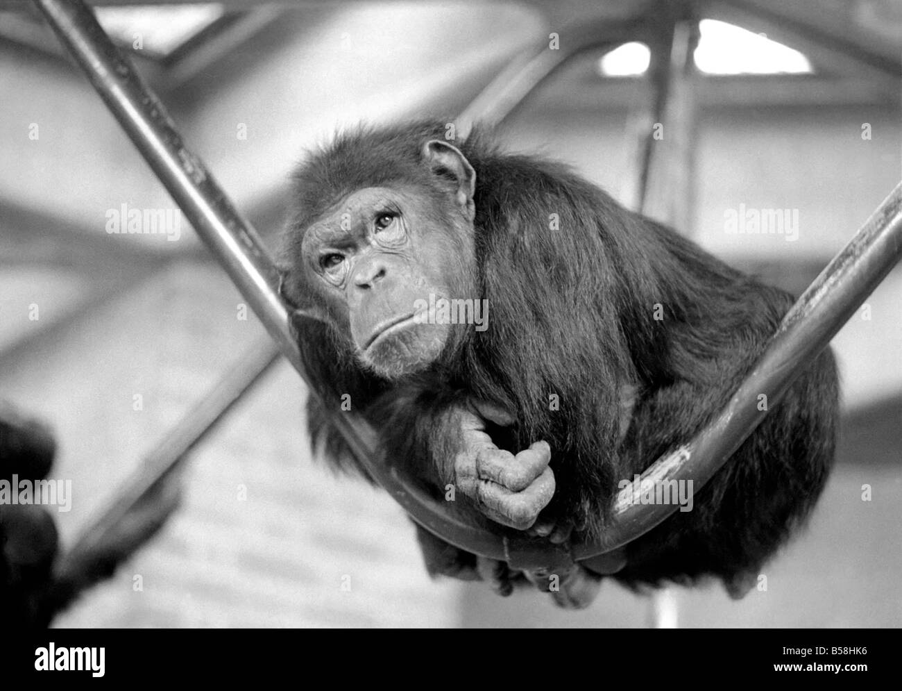 Sad baby animals Black and White Stock Photos & Images - Alamy