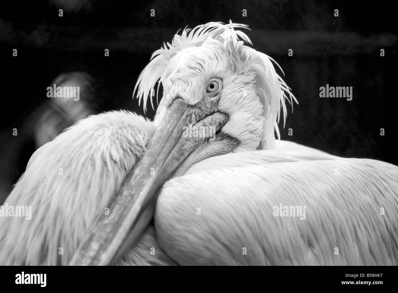 Zoo Animals: Pelican. December 1975 75-06831 Stock Photo - Alamy