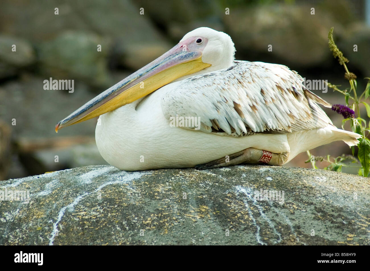 Pelican sitting on rock hi-res stock photography and images - Alamy