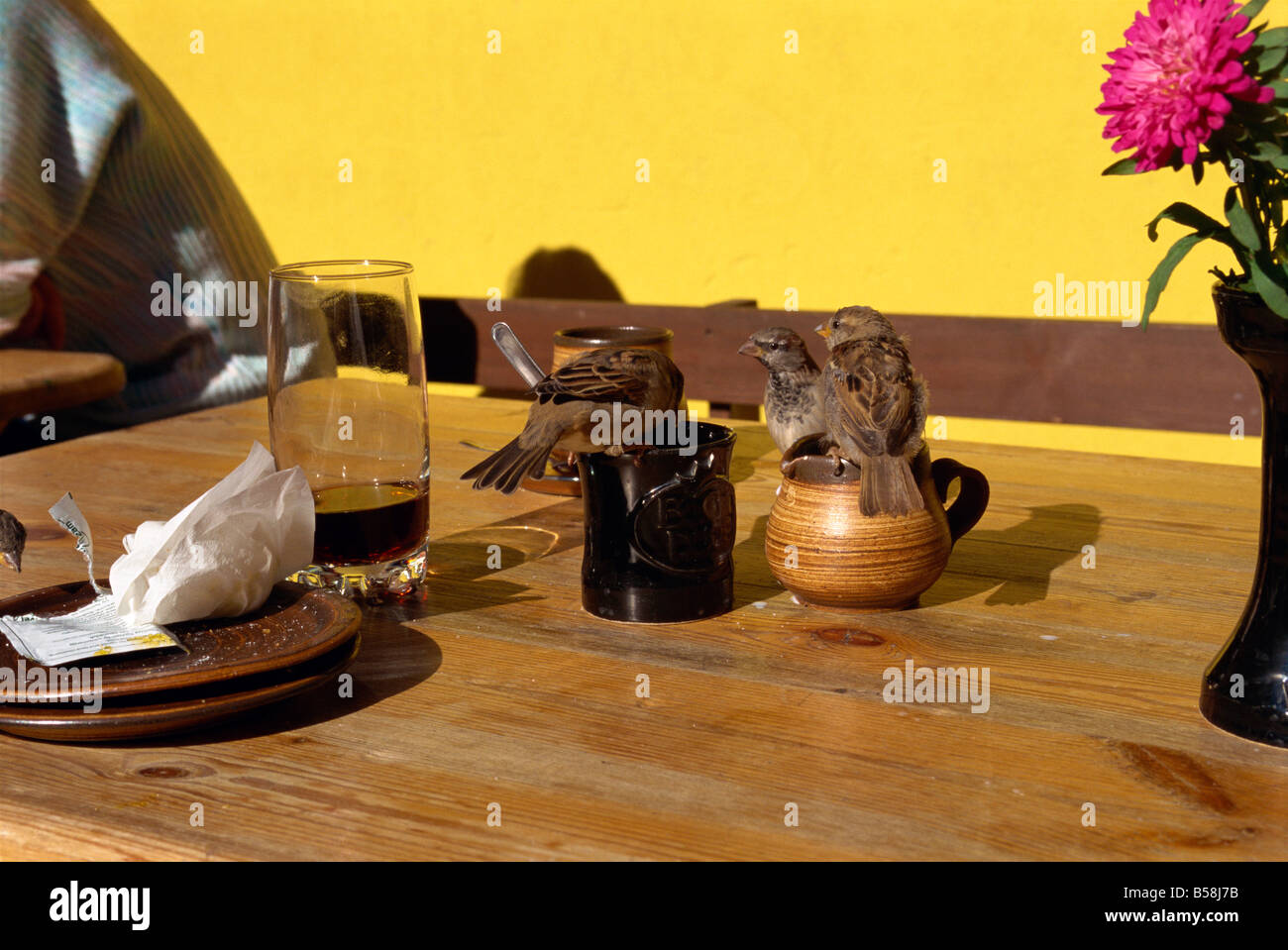 Birds on cafe table, Old Tallinn, Estonia, Baltic States, Europe Stock ...