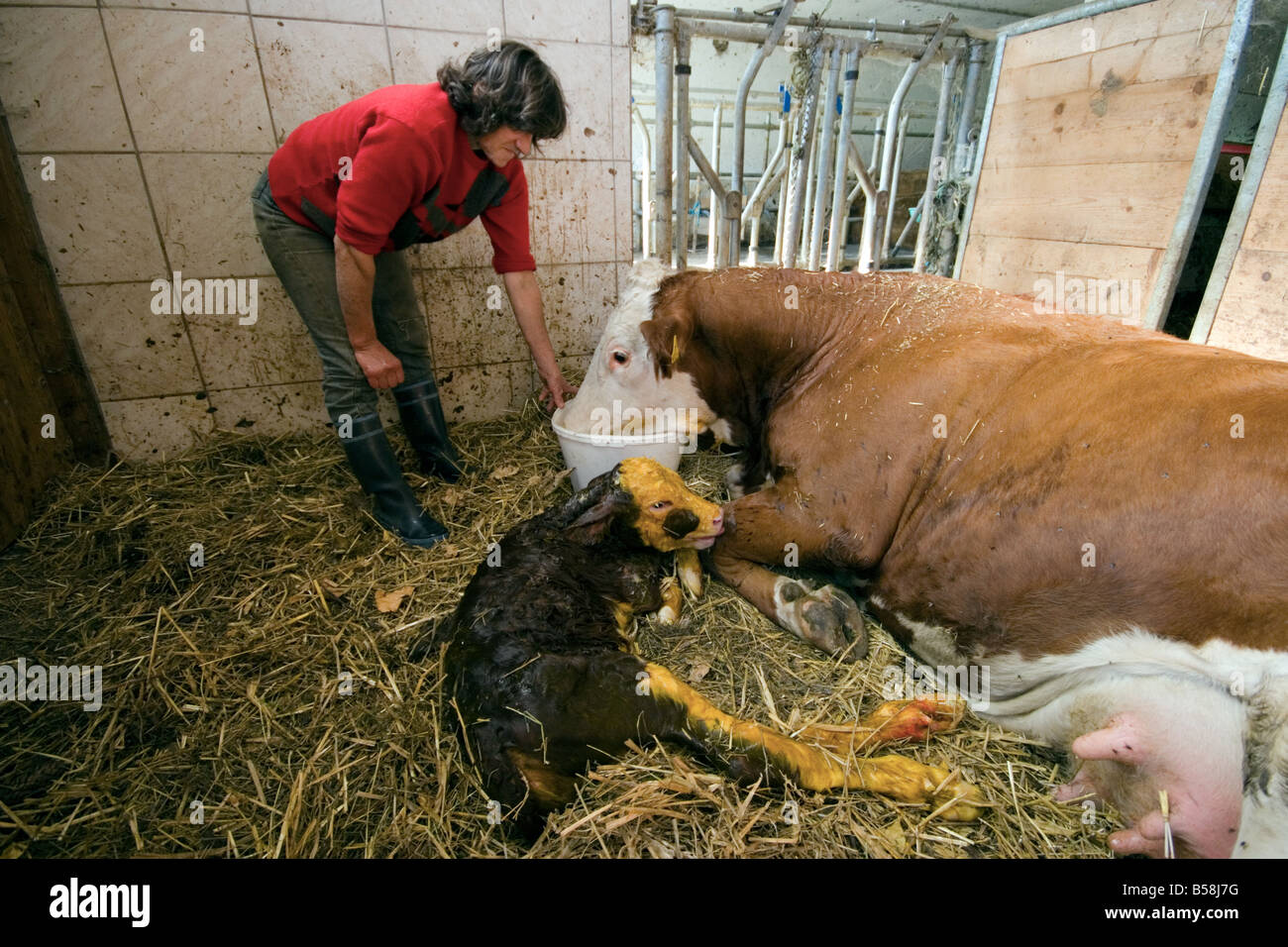 Farmer helping newborn and cow Stock Photo - Alamy