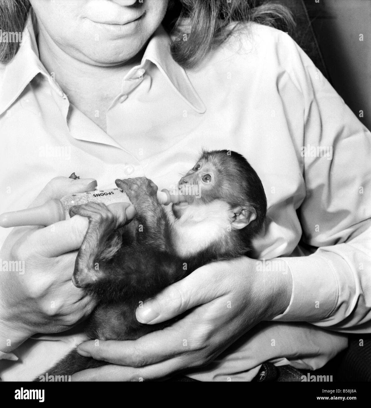 Monkeys march hi-res stock photography and images - Alamy