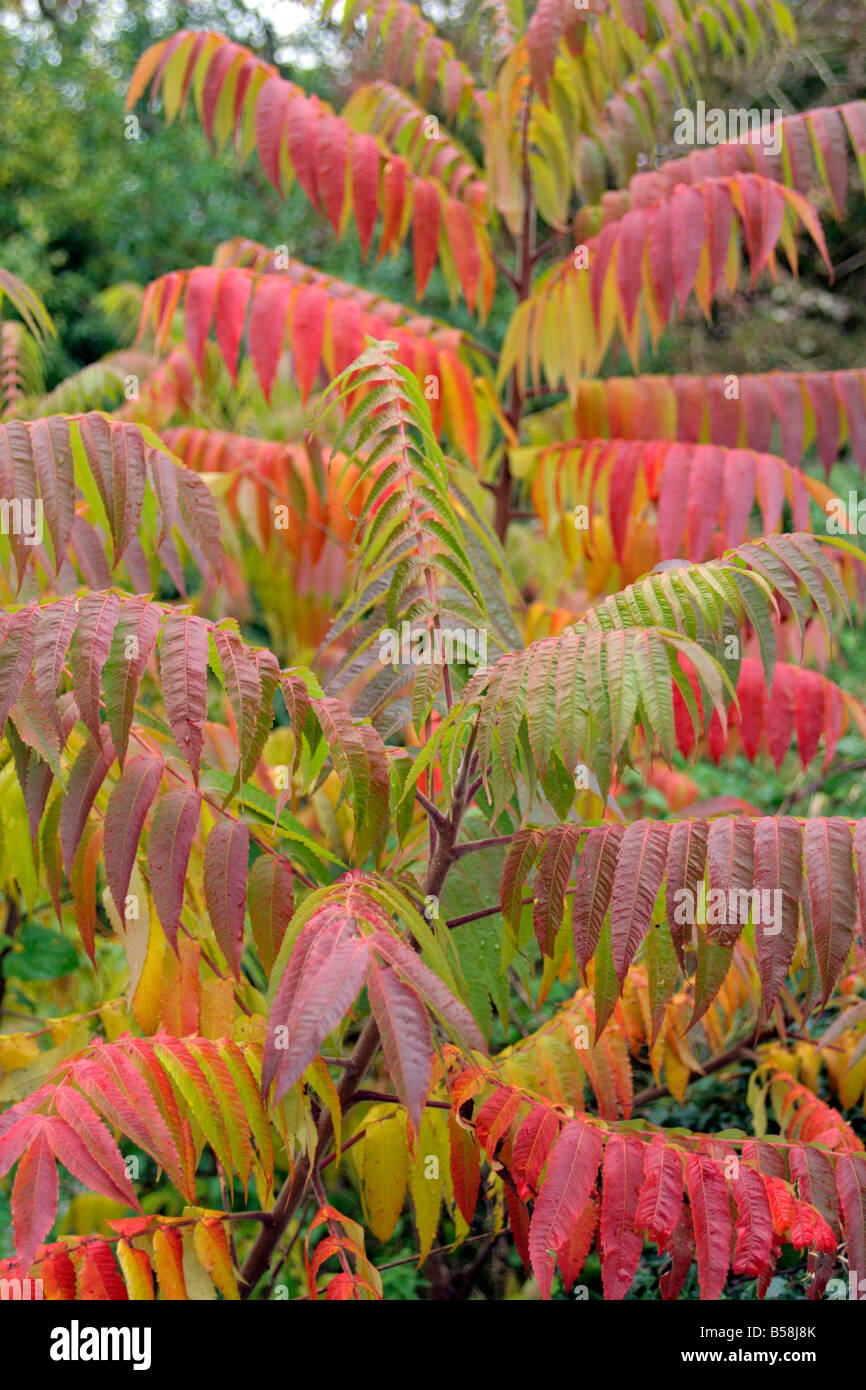 Rhus typhina leaf hi-res stock photography and images - Alamy