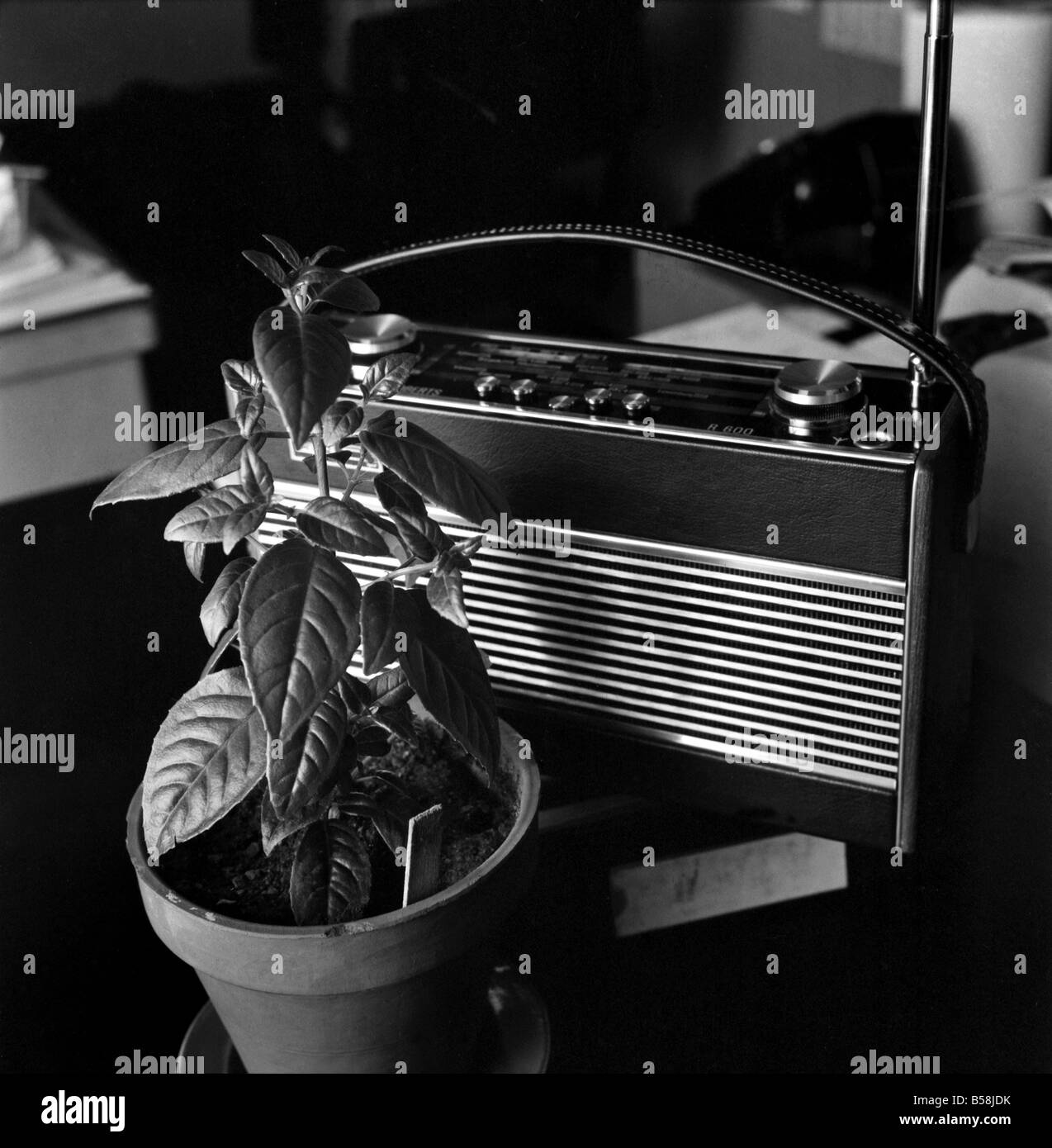 Unusual: Humour: Still Life: Radio and plant. March 1975 75-01581-002 ...