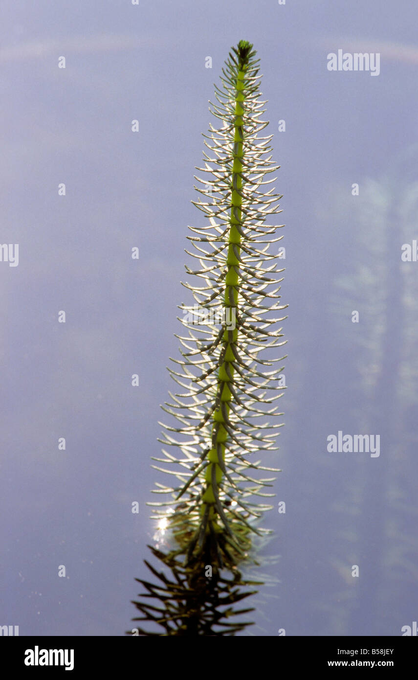 Common marestail hi-res stock photography and images - Alamy