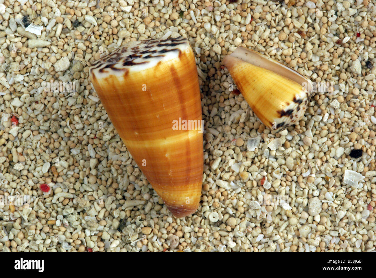 An unidentified species of Cone shell, Conus sp Stock Photo - Alamy