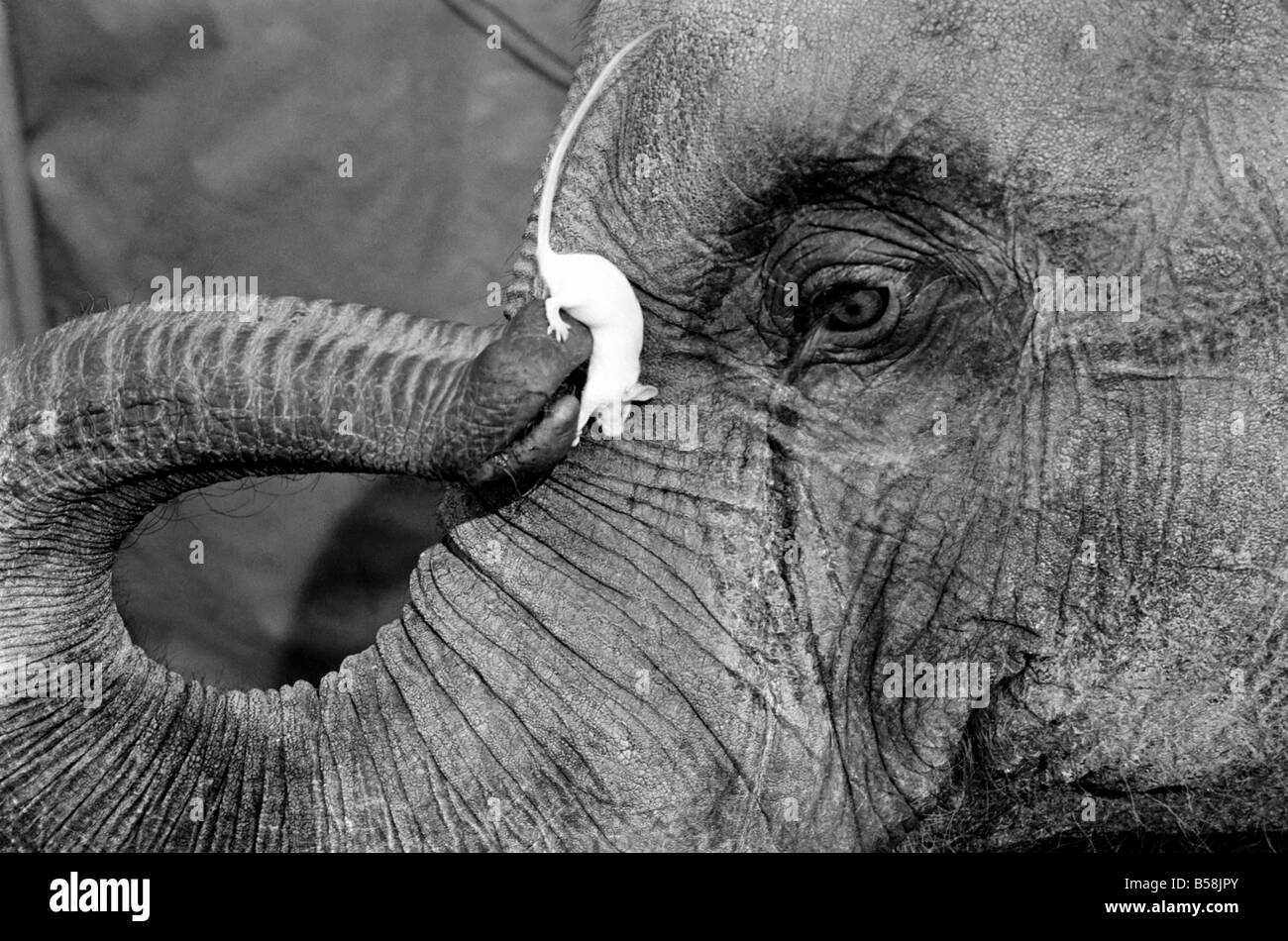 Mary the elephant hi-res stock photography and images - Alamy
