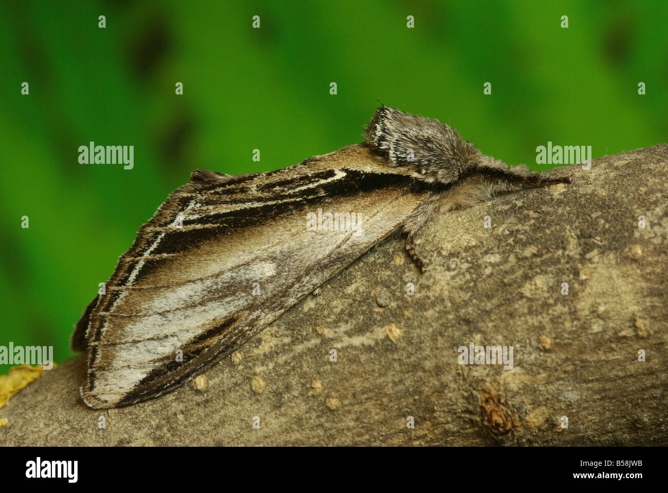 Prominent moth hi-res stock photography and images - Alamy
