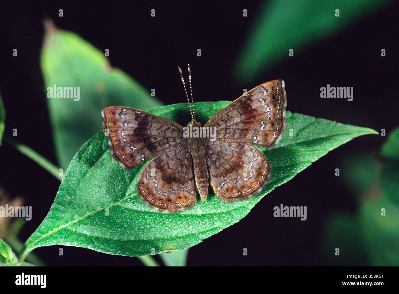 Rounded Metalmark Calephelis nilus Stock Photo - Alamy