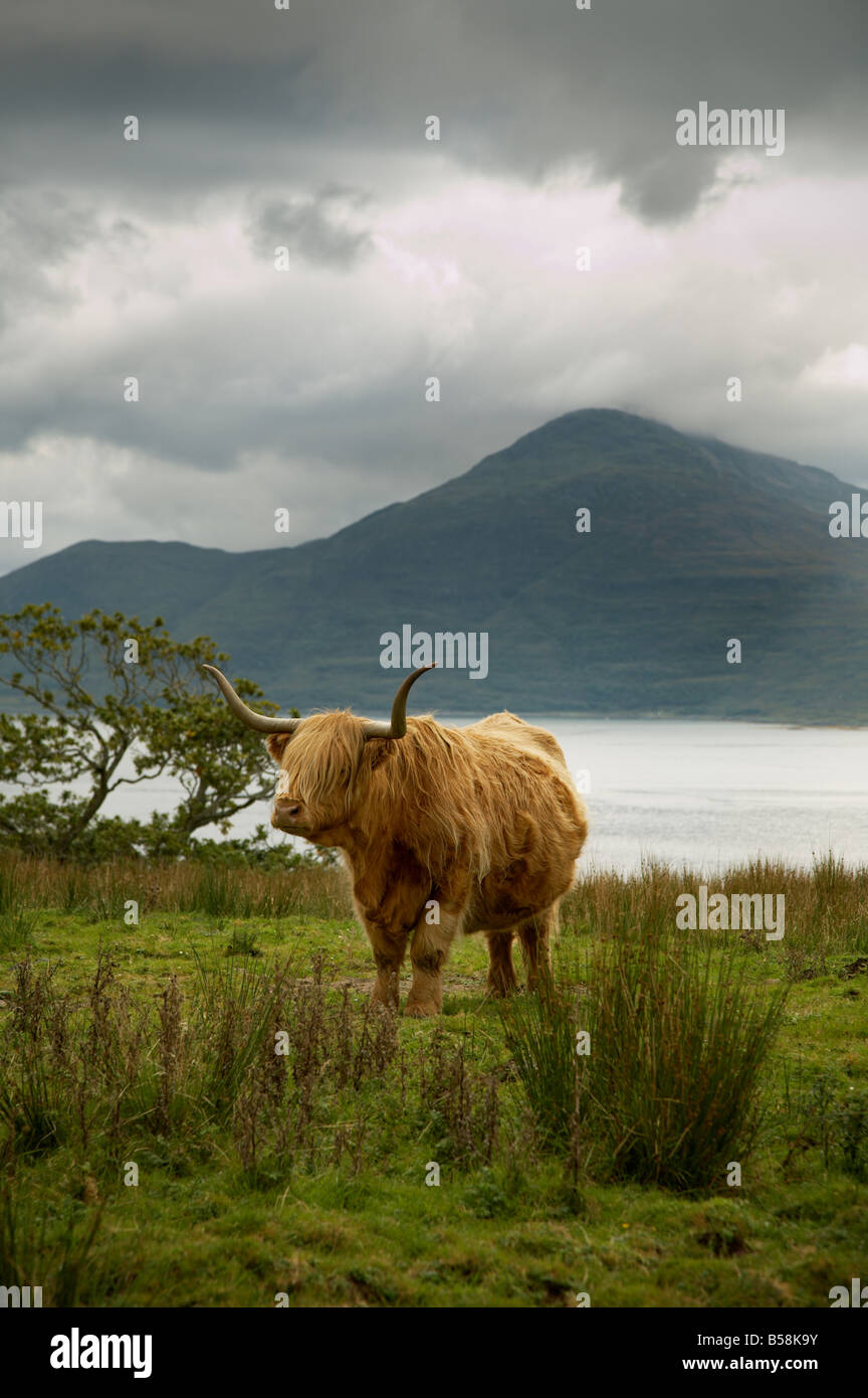 highland cattle bull on grass on the isle of mull in scotland on a ...