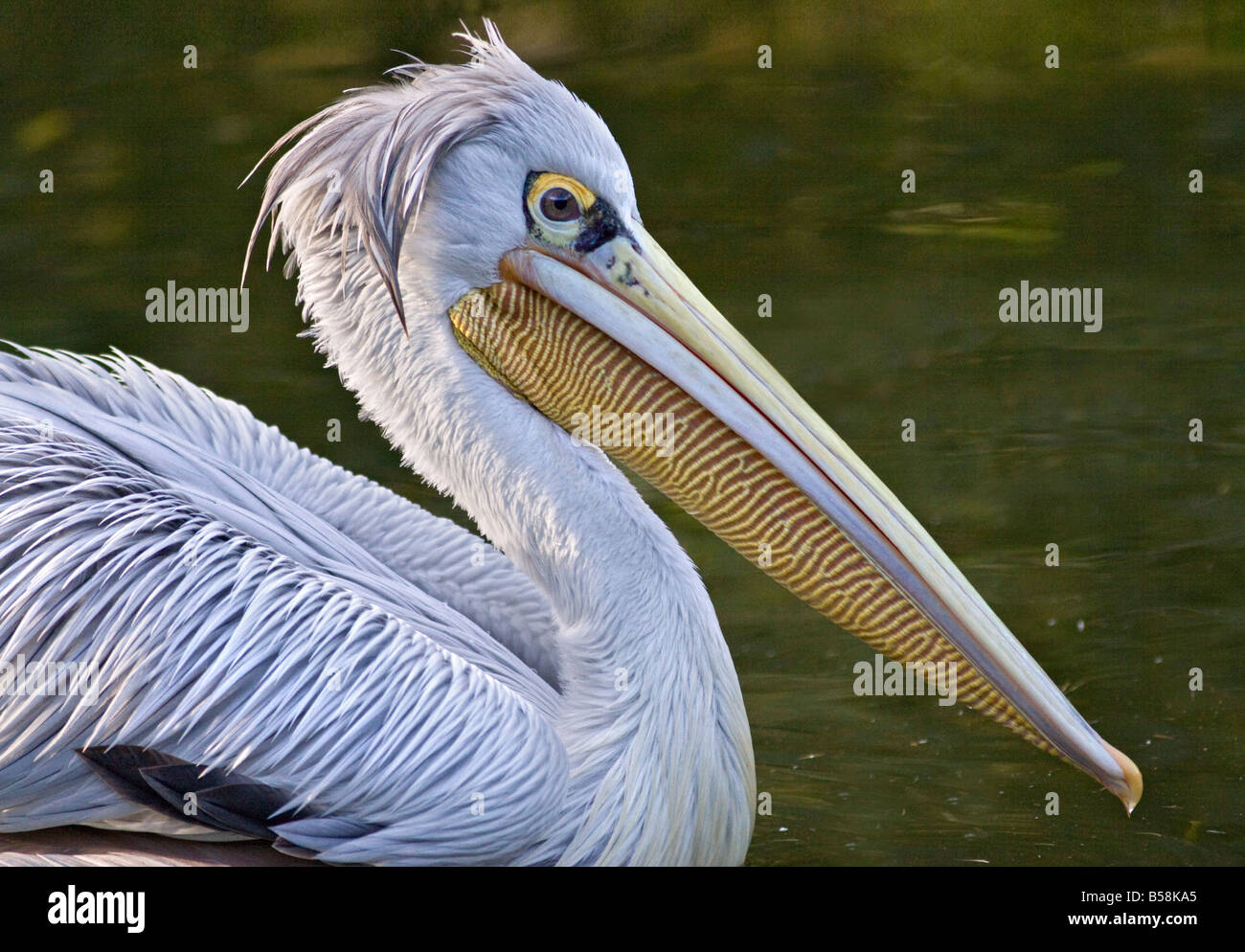 Pink Backed Pelican (pelecanus rufescens Stock Photo - Alamy