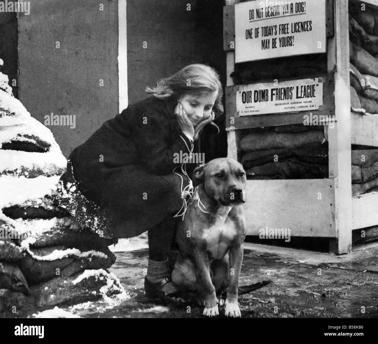 What Is A General Dog Licence